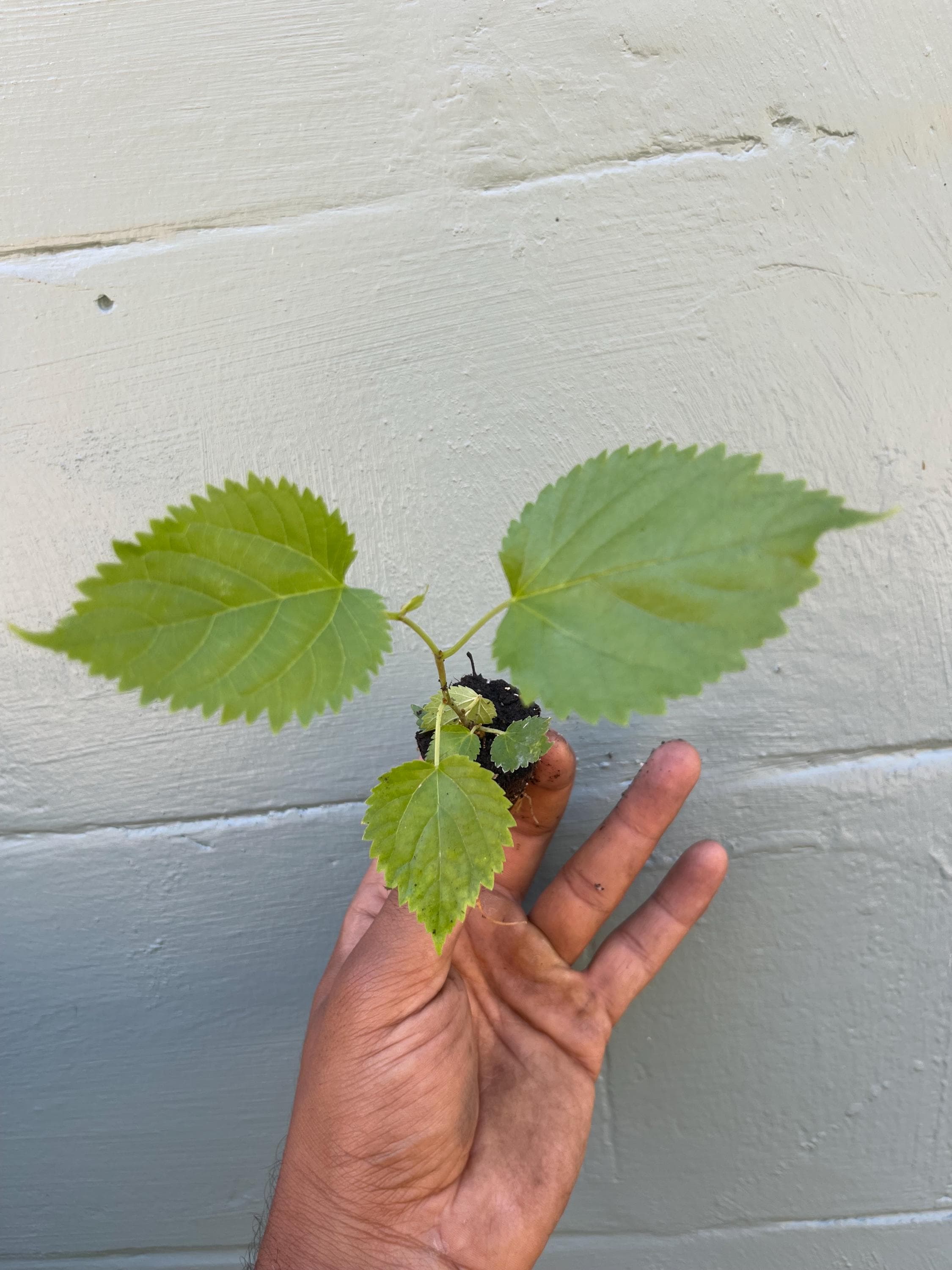 Pakistan Mulberry Tree - Etsy