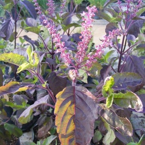 Holy Basil (krishna Basil) - Purple Leaf - Etsy