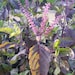 Holy Basil (krishna Basil) - Purple Leaf - Etsy