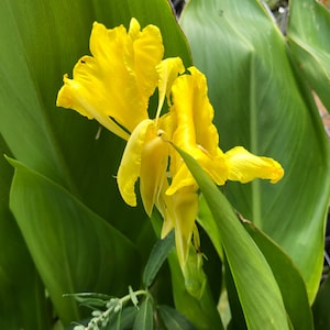 Golden Canna canna Flaccida - Etsy