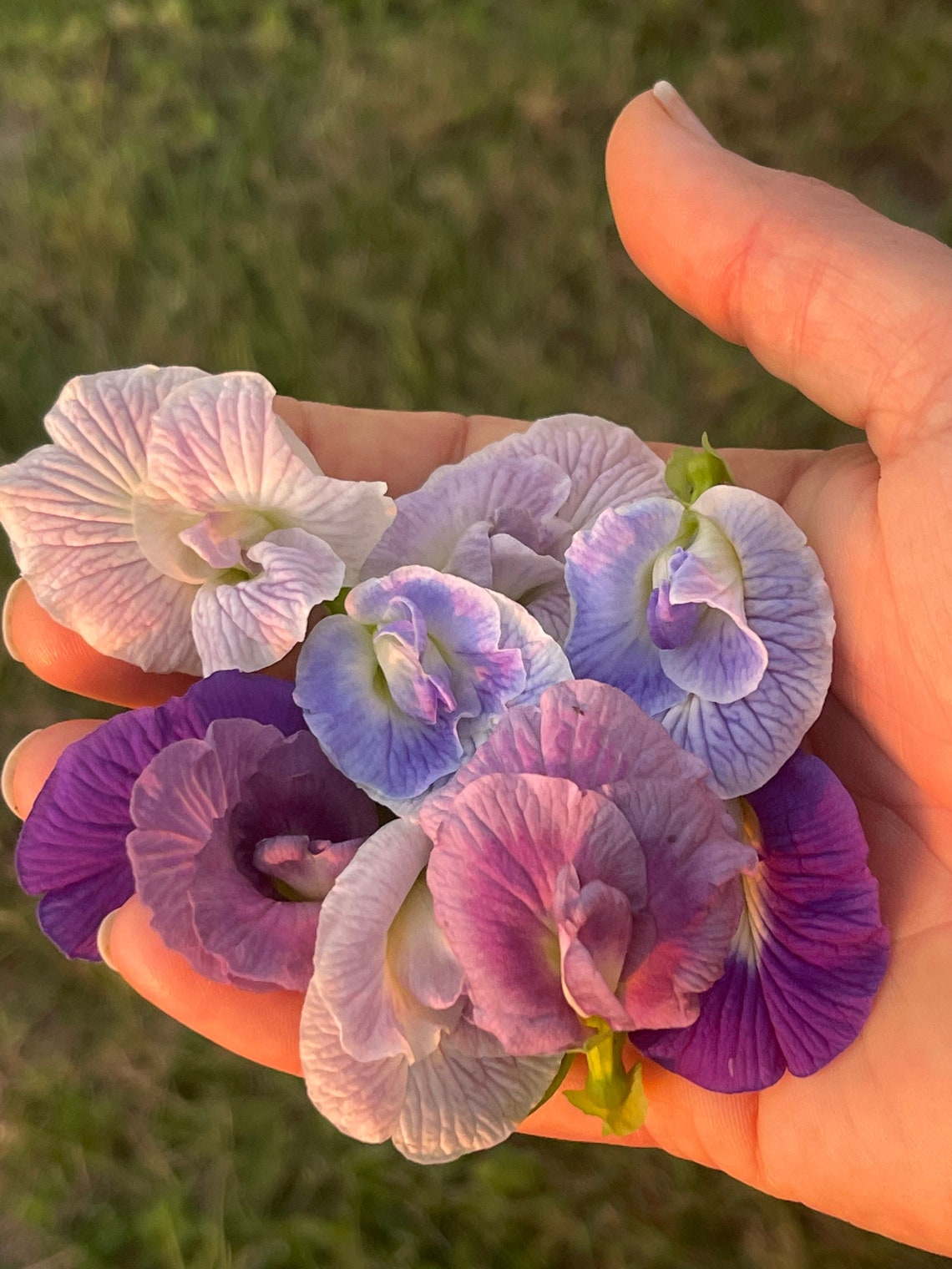 Mix Color Butterfly Pea Seeds - Etsy