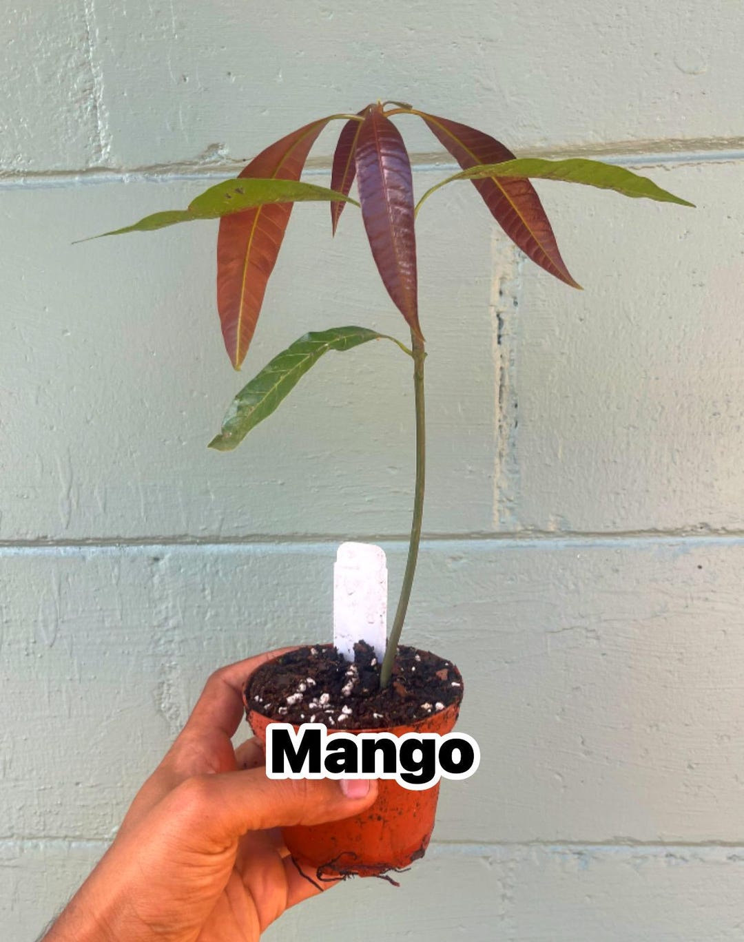 Live Mango Seedling – Unknown Variety | Tropical Fruit Tree | Starter ...