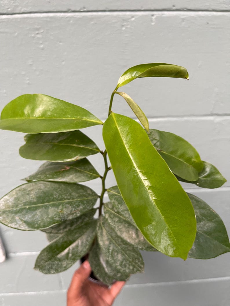 Soursop Live Plant – Annona Muricata Tropical Fruit Tree - Etsy