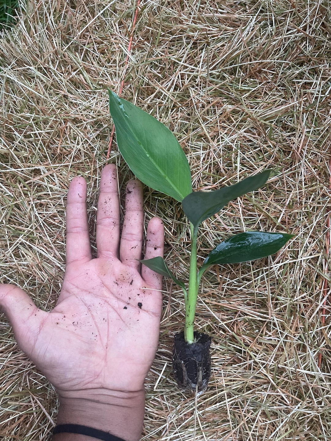 Mona Lisa Banana Plant: Hardy, Disease Resistant, Rare Fruit Tree - Etsy