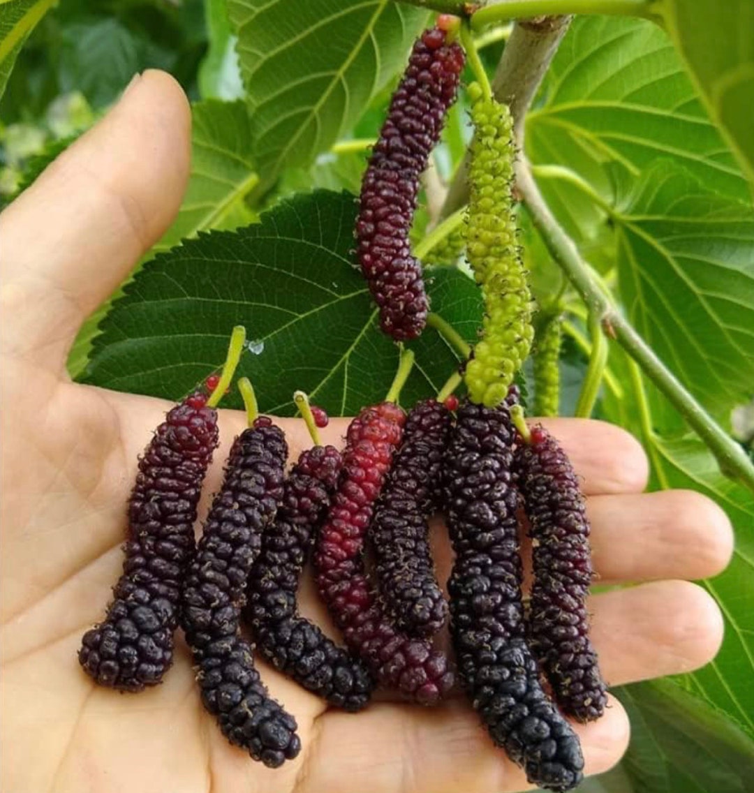 Pakistan Mulberry Tree - Etsy