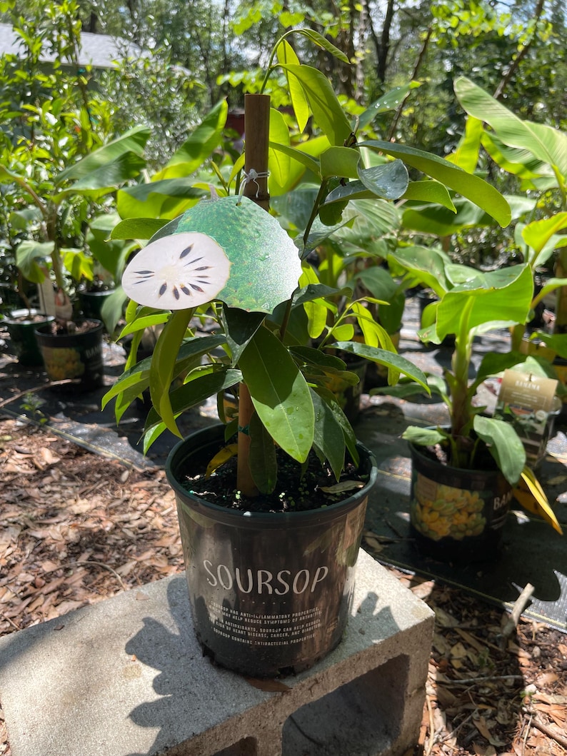 Soursop Live Plant – Annona Muricata Tropical Fruit Tree - Etsy