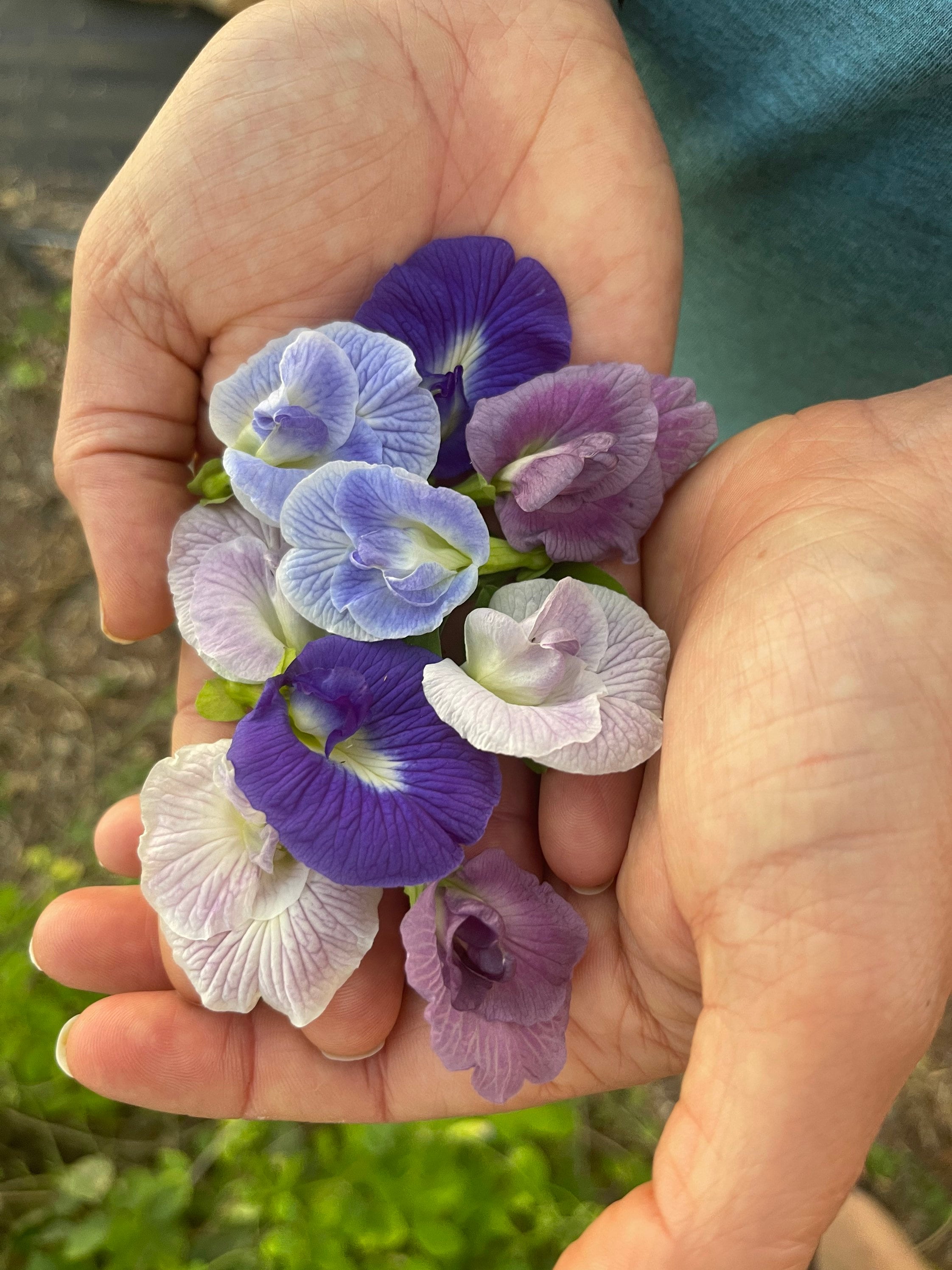 Mix color butterfly pea seeds Etsy