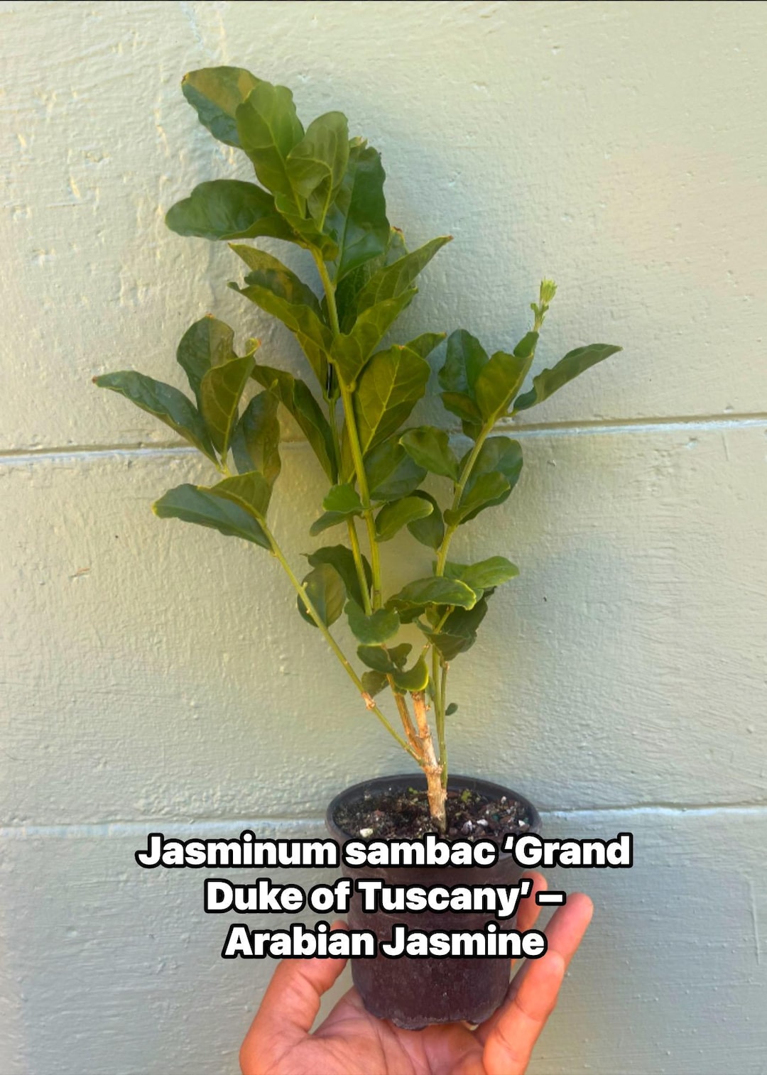 Jasminum Sambac ‘grand Duke of Tuscany’ – Arabian Jasmine. Double ...