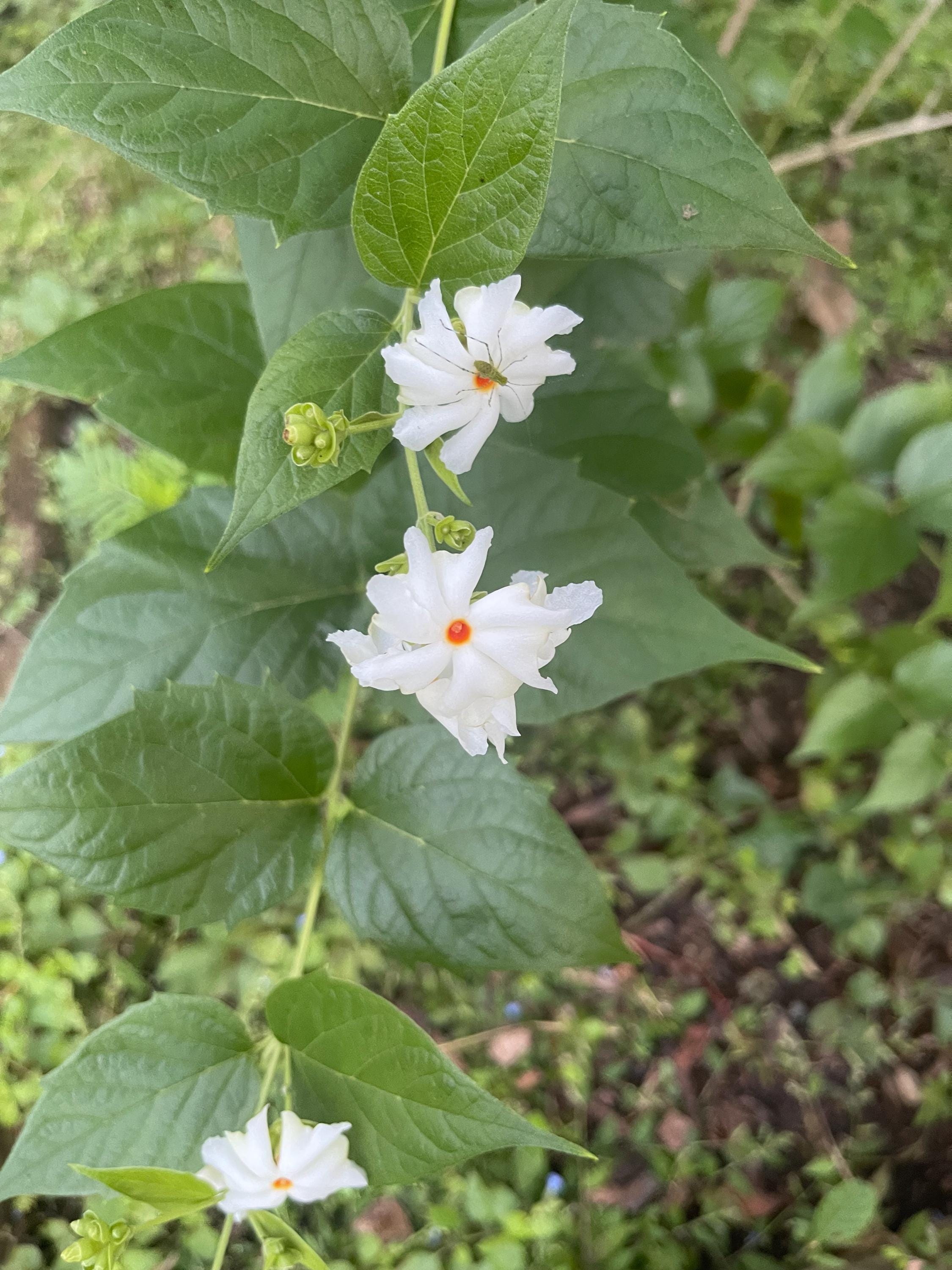 Nyctanthes Arbor-tristis Live Plant – Parijat Tree | Night Flowering ...