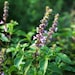Holy Basil rama Basil - Etsy
