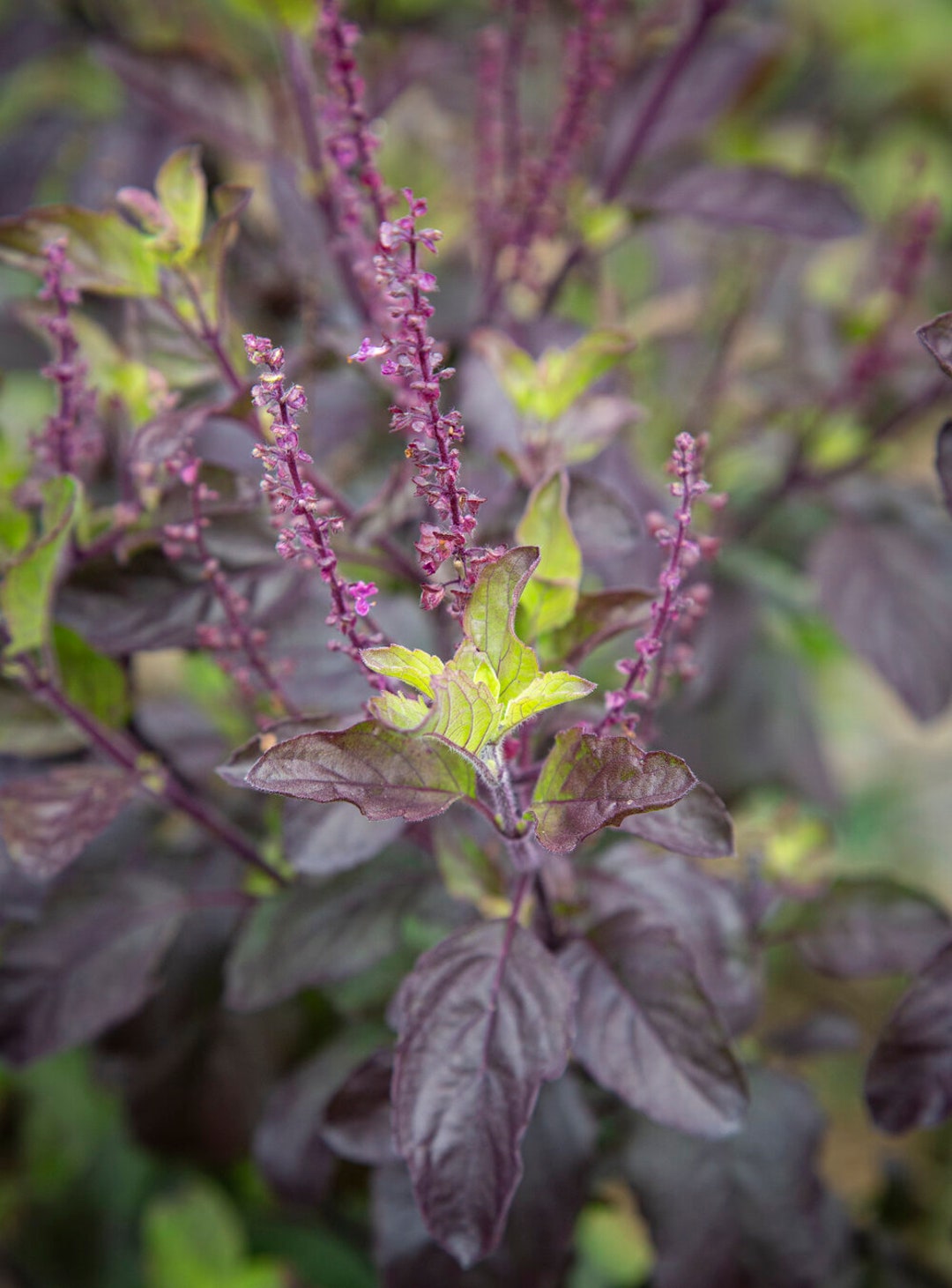 Holy Basil (krishna Basil) - Purple Leaf - Etsy