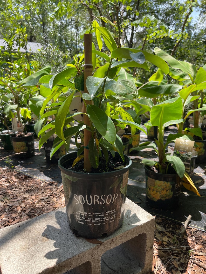 Soursop Live Plant – Annona Muricata Tropical Fruit Tree - Etsy