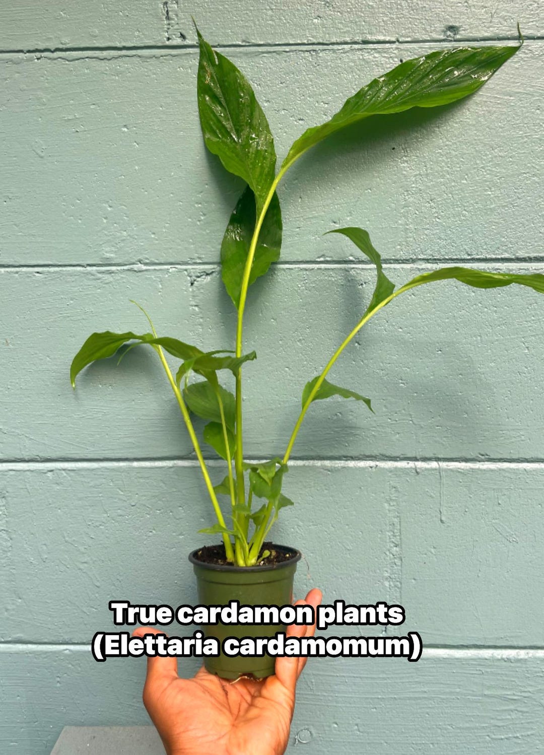 Live Cardamom Plant: Elettaria Cardamomum, Rare Spice - 15+” Tall - Etsy