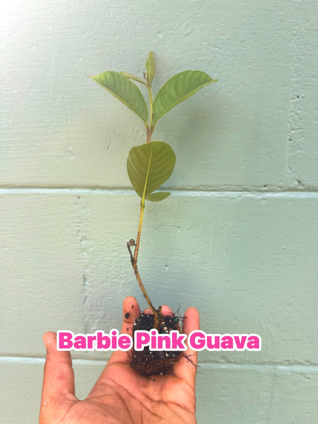 Barbie Pink Guava - Psidium Guajava - Etsy