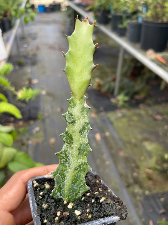 Euphorbia Lactea dragon Bones Cactus - Etsy