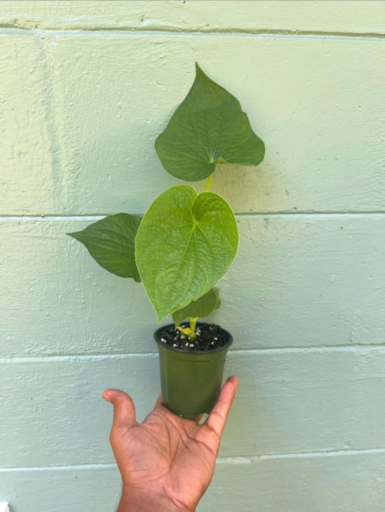 Live Kava Kava Plant: Rare Herbal Relaxation, Grown in USA - Etsy