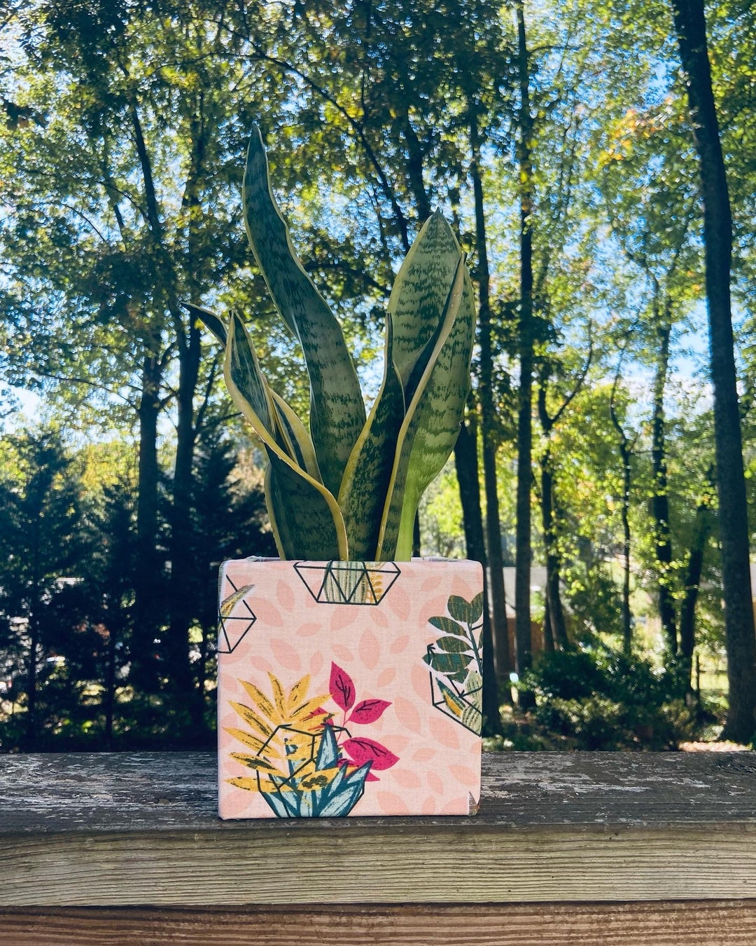 Square Root of Plants - Etsy