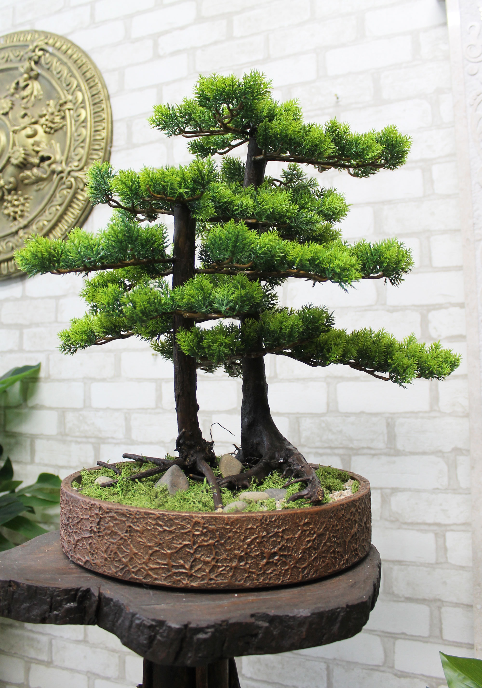 Bonsai No. 88 Thuja. Thuja tree decorative bonsai in a round | Etsy