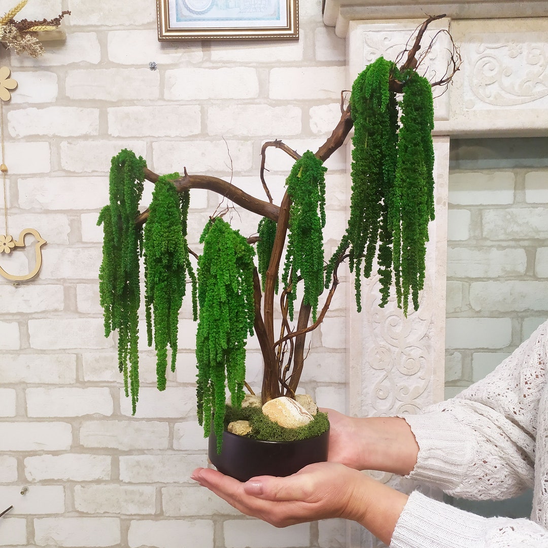 Decorative Tree 142 Bonsai With Preserved Amaranth. Tree of Life for ...