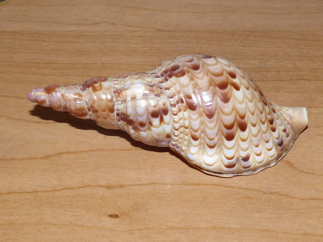 Beautiful LARGE 6 1/2 TRITON TRUMPET Seashell charonian - Etsy