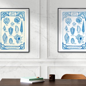 Vintage Seashell Art Print, Biology Illustration, Seashells Beach ...