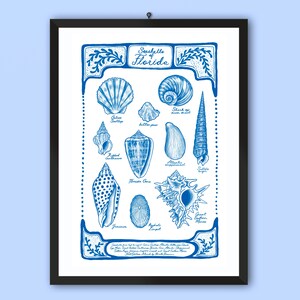 Vintage Seashell Art Print, Biology Illustration, Seashells Beach ...