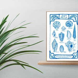 Vintage Seashell Art Print, Biology Illustration, Seashells Beach ...