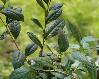 Toona Sinensis Plant | Etsy