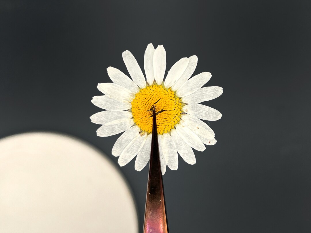Daisies Pressed Flowers, Edible Flowers, Edible Flowers for Cake ...
