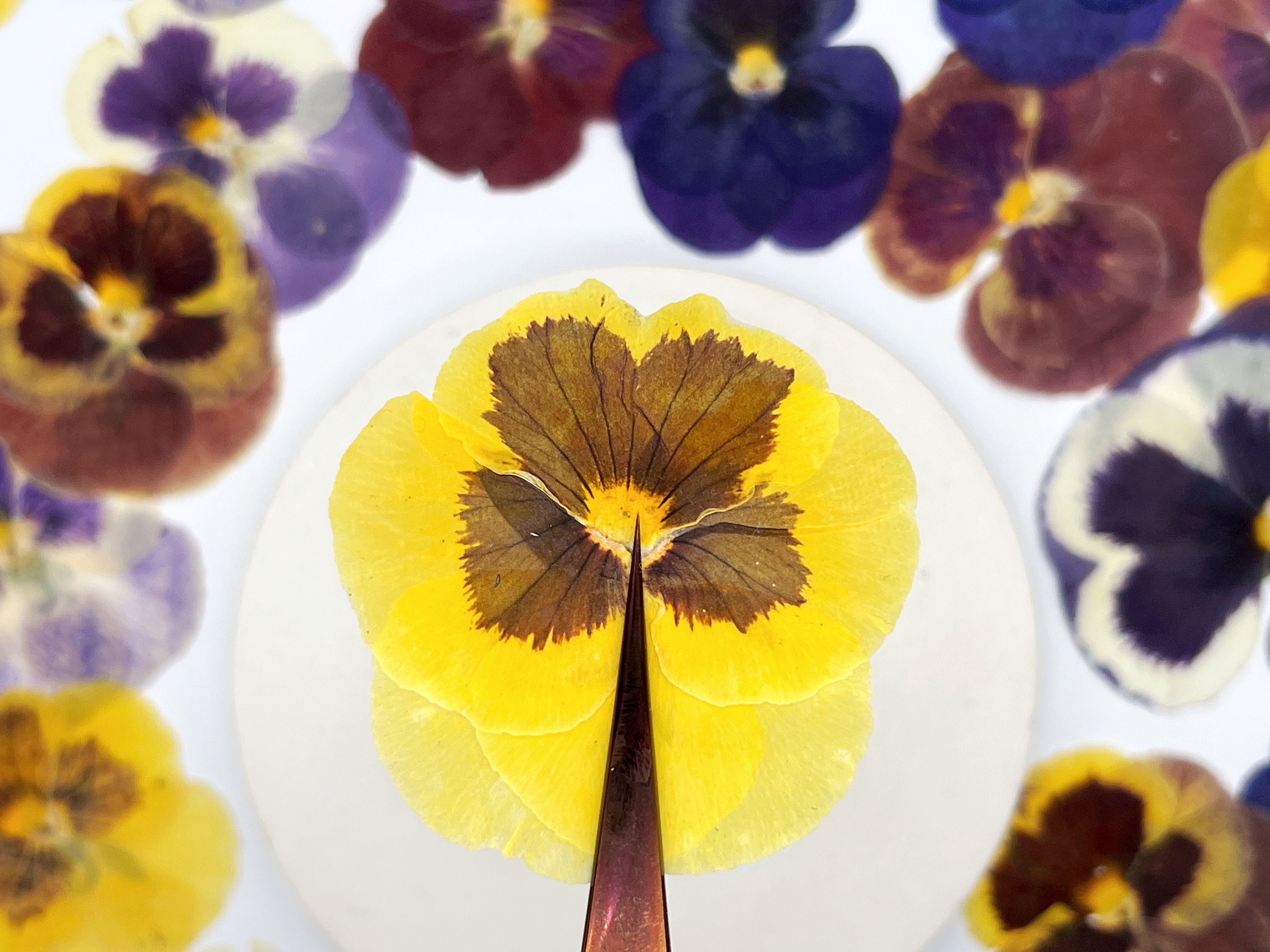 Violas Set of 30, Edible Flower, Pressed Dried Pansies, Real Pressed ...