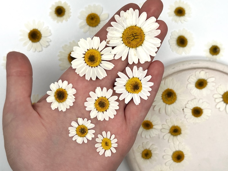 Daisies Pressed Flowers, Real Daisies, Edible Flowers, Dried Flowers ...