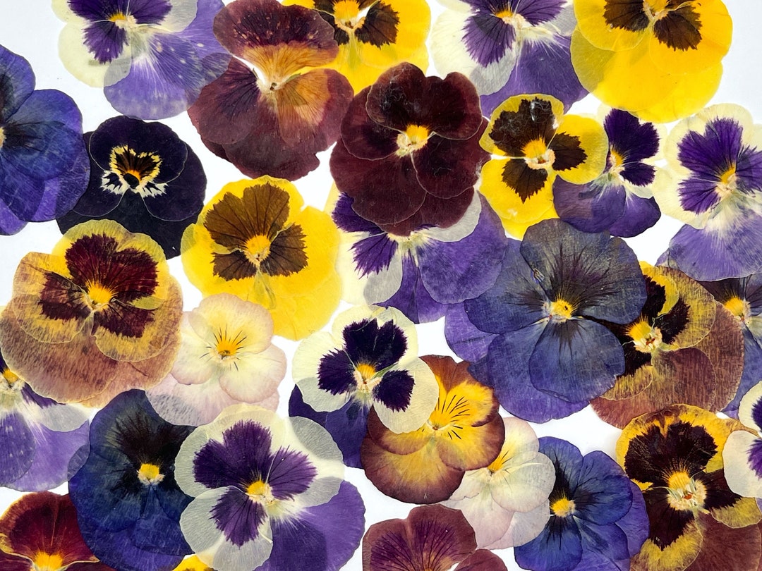 Violas Set of 30, Edible Flower, Pressed Dried Pansies, Real Pressed ...
