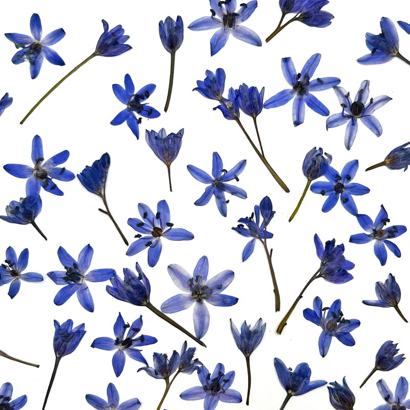 Blue Snowdrop - Etsy