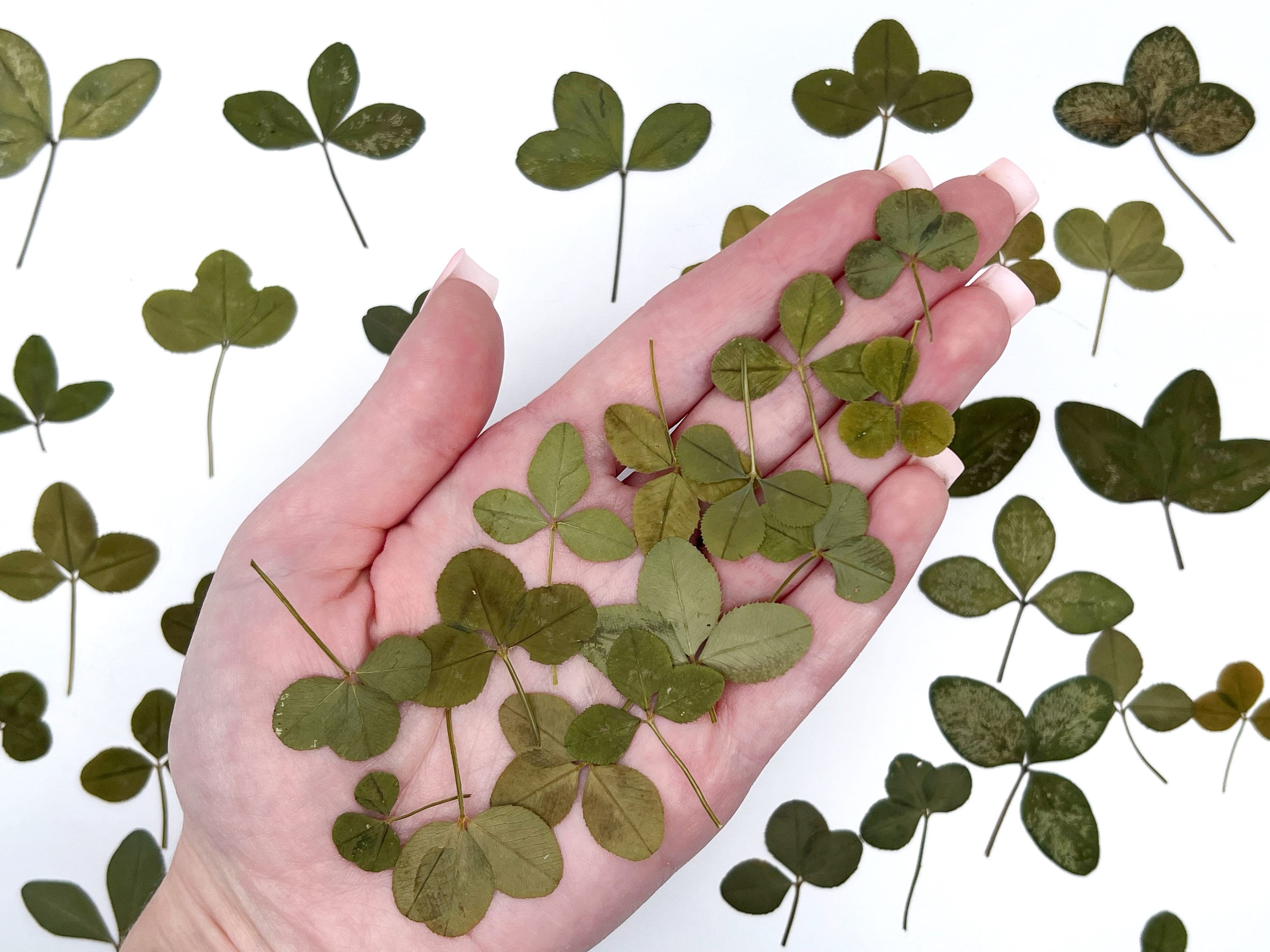 Green Leaves, Real Pressed Dried Flowers, Dried Flowers, Real Pressed ...