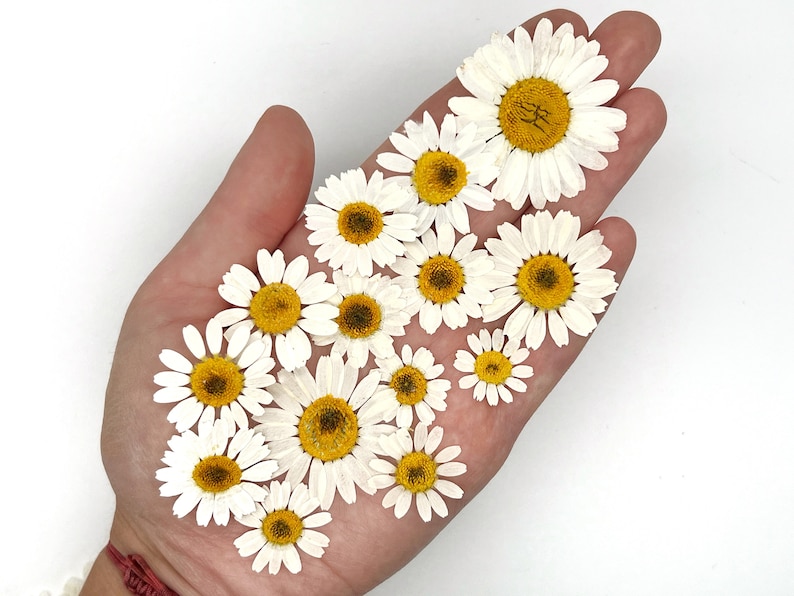 Daisies Pressed Flowers, Real Daisies, Edible Flowers, Dried Flowers ...