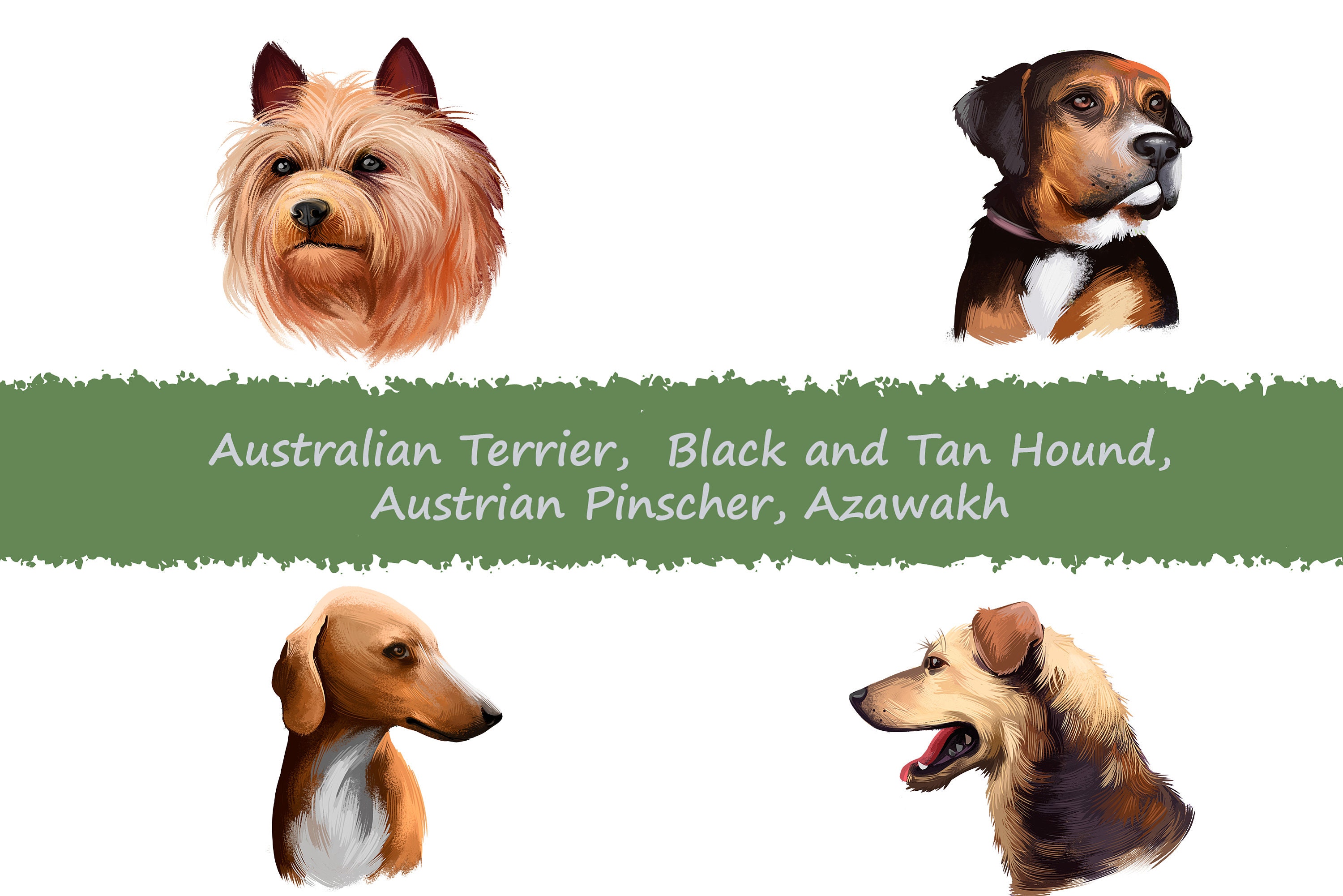 What Is The Full Name Of An Australian Pinscher