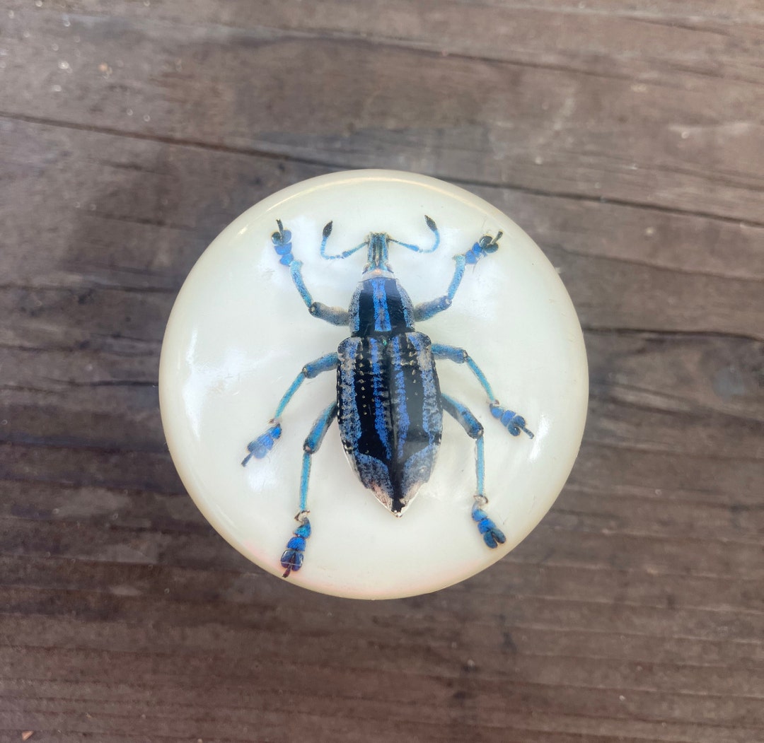 A Blue Beetle Gear Shift-vintage-blue Beetle-vintage Car, Truck Gear ...