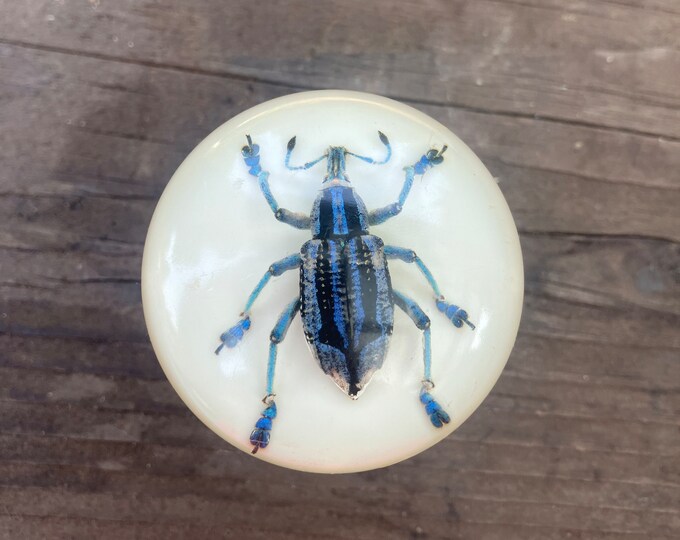A Blue Beetle Gear Shift-vintage-blue Beetle-vintage Car, Truck Gear ...