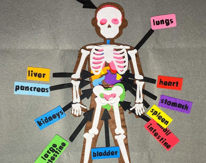 Felt Anatomy for Kids; Body, Organs, Labels, Skeleton - Etsy