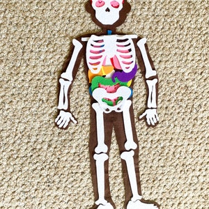 Felt Anatomy for Kids; Body, Organs, Labels, Skeleton - Etsy