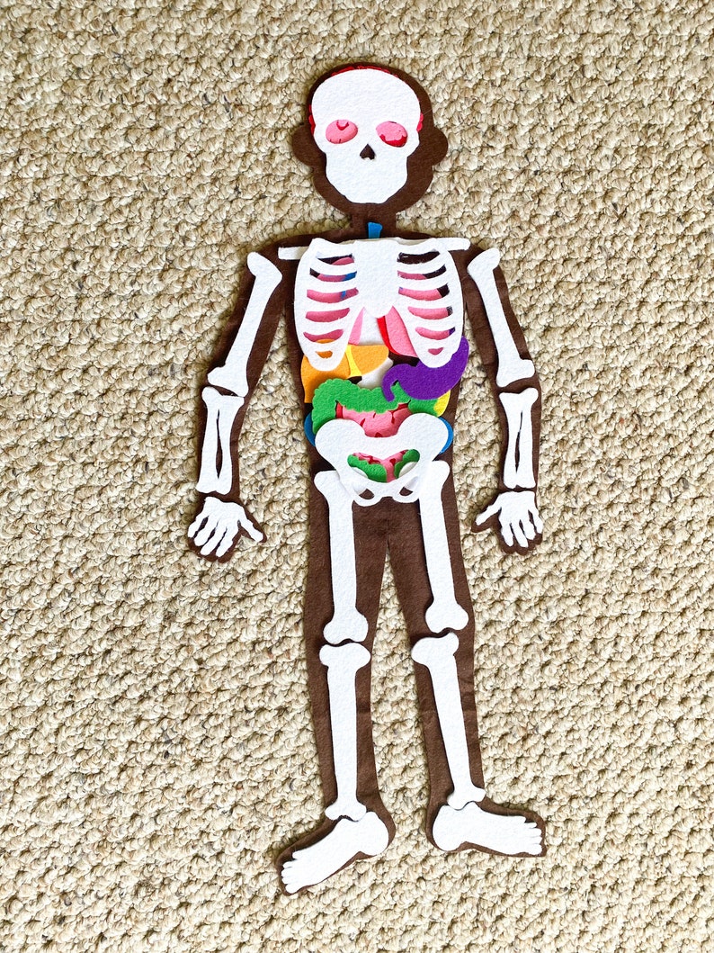 Felt Anatomy for Kids; Body, Organs, Labels, Skeleton - Etsy