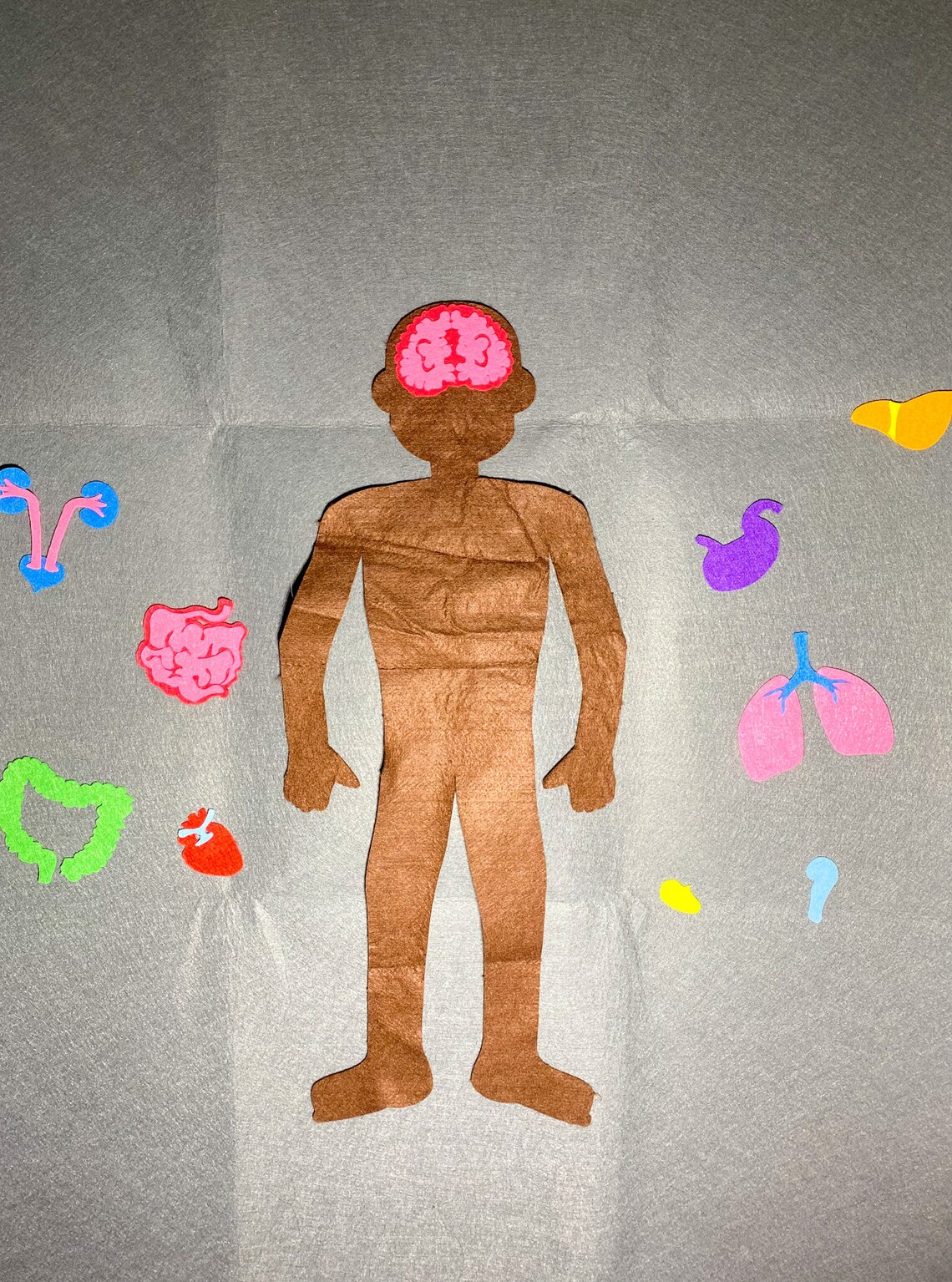 Felt Anatomy for Kids; Body, Organs, Labels, Skeleton - Etsy