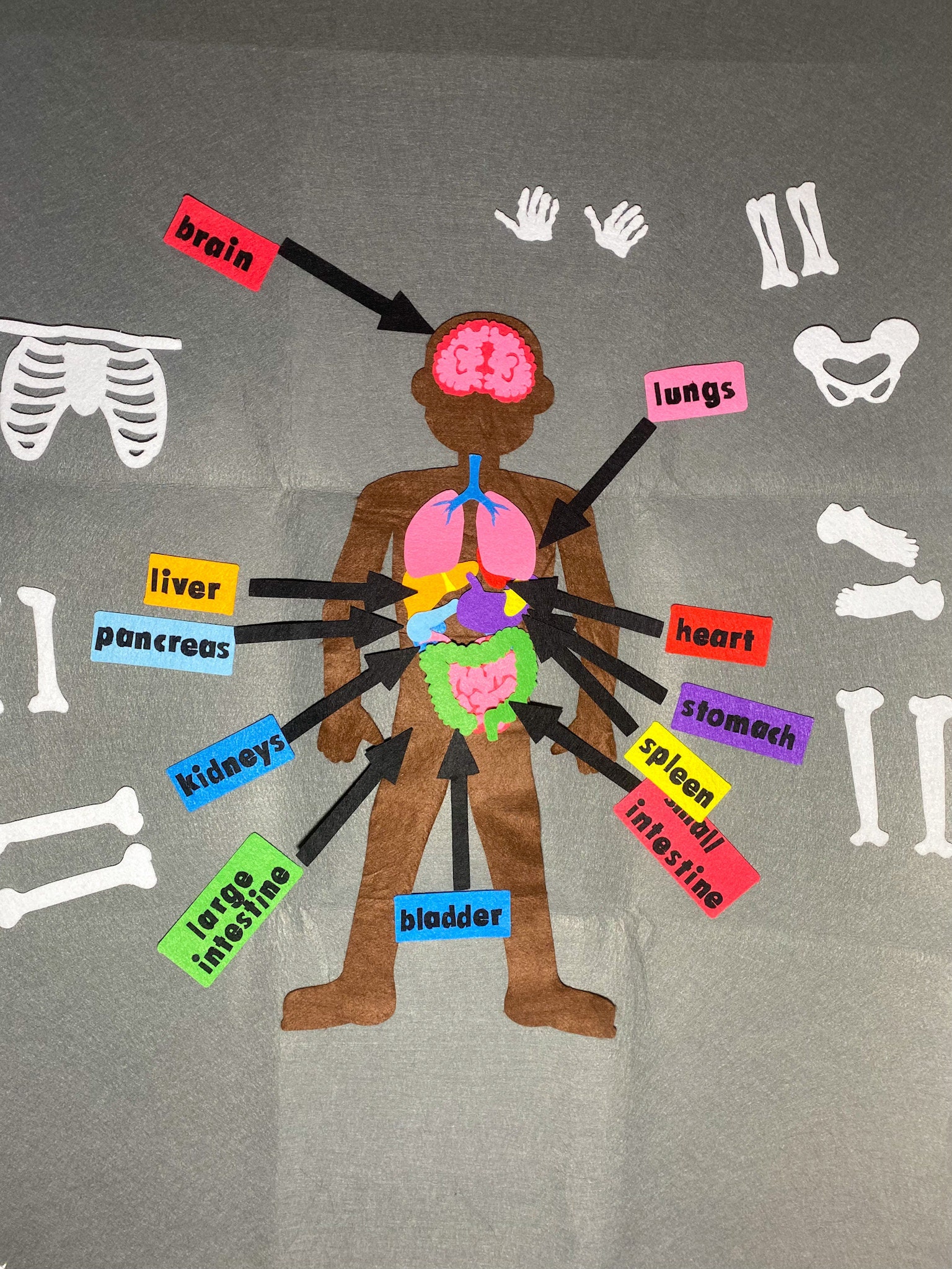 Felt Anatomy for Kids; Body, Organs, Labels, Skeleton - Etsy