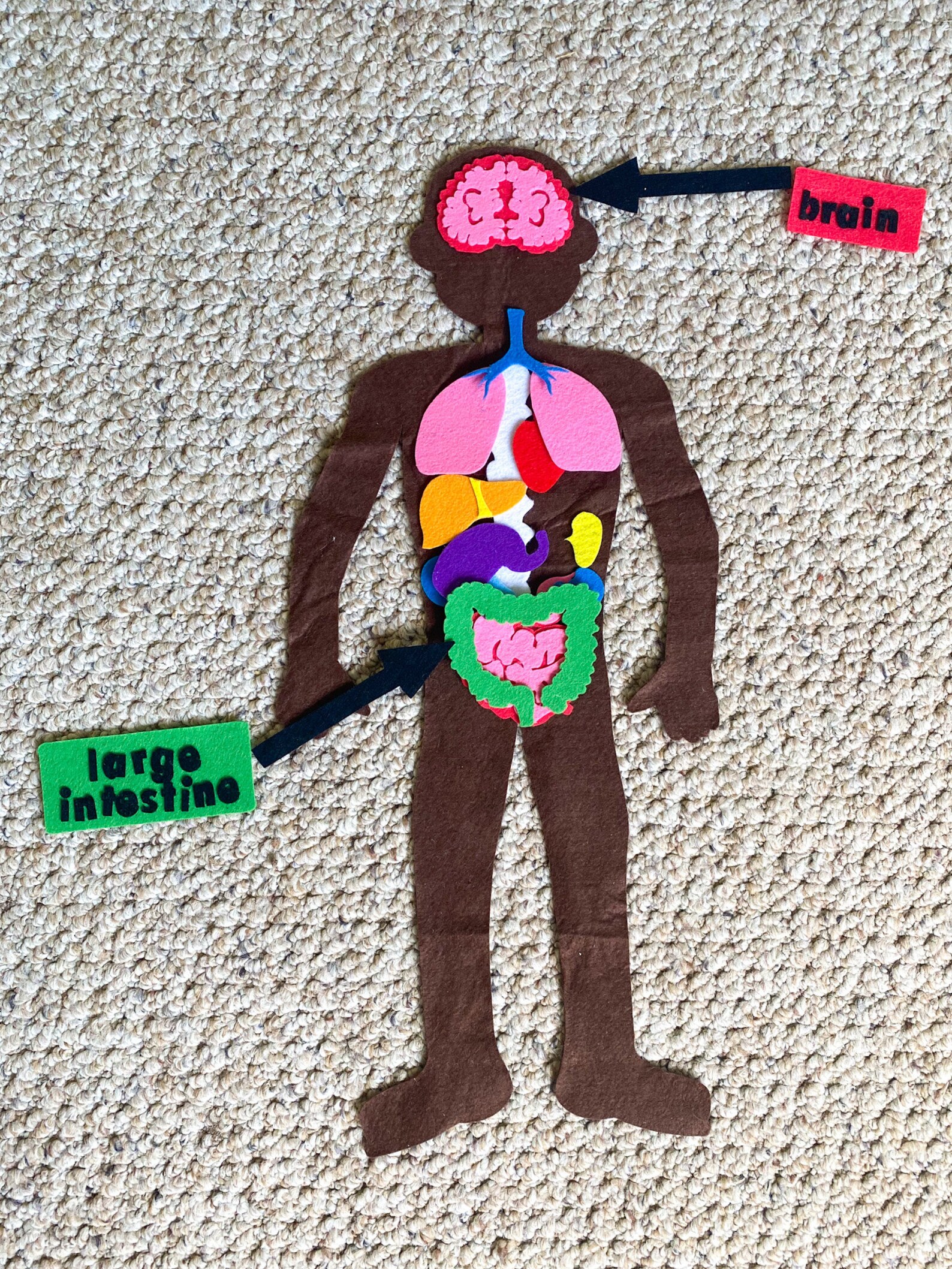 Felt Anatomy for Kids; Body, Organs, Labels, Skeleton - Etsy