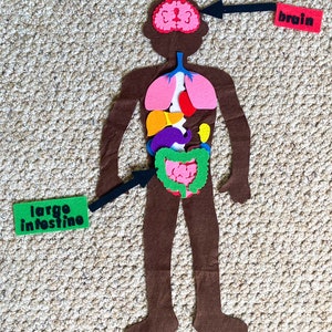 Felt Anatomy for Kids; Body, Organs, Labels, Skeleton - Etsy