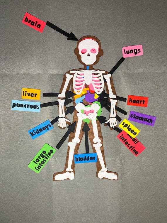 Felt Anatomy for Kids Body Organs Labels Skeleton - Etsy