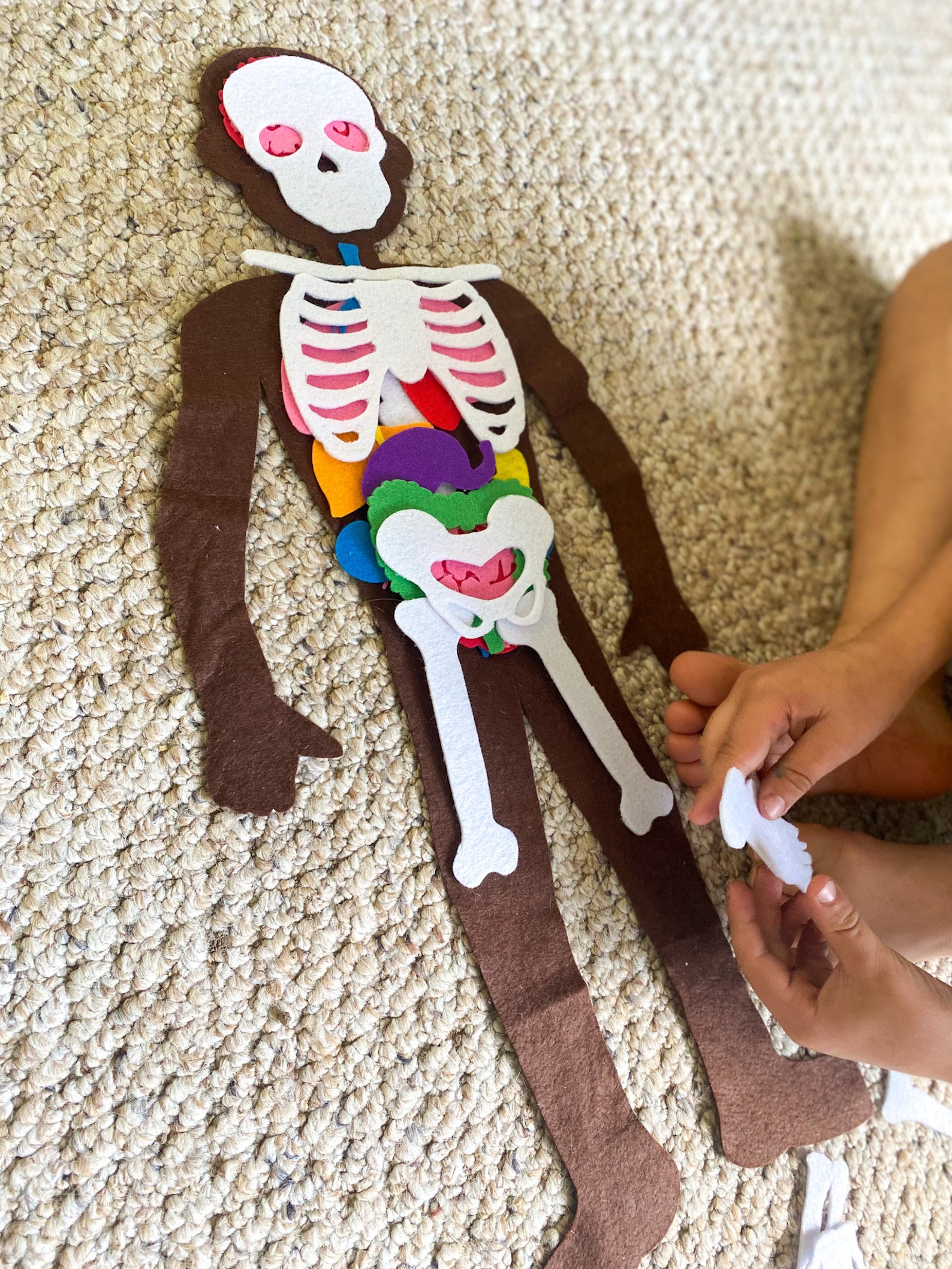 Felt Anatomy for Kids Body, Organs, Labels, Skeleton - Etsy