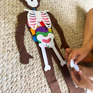 Felt Anatomy for Kids; Body, Organs, Labels, Skeleton - Etsy