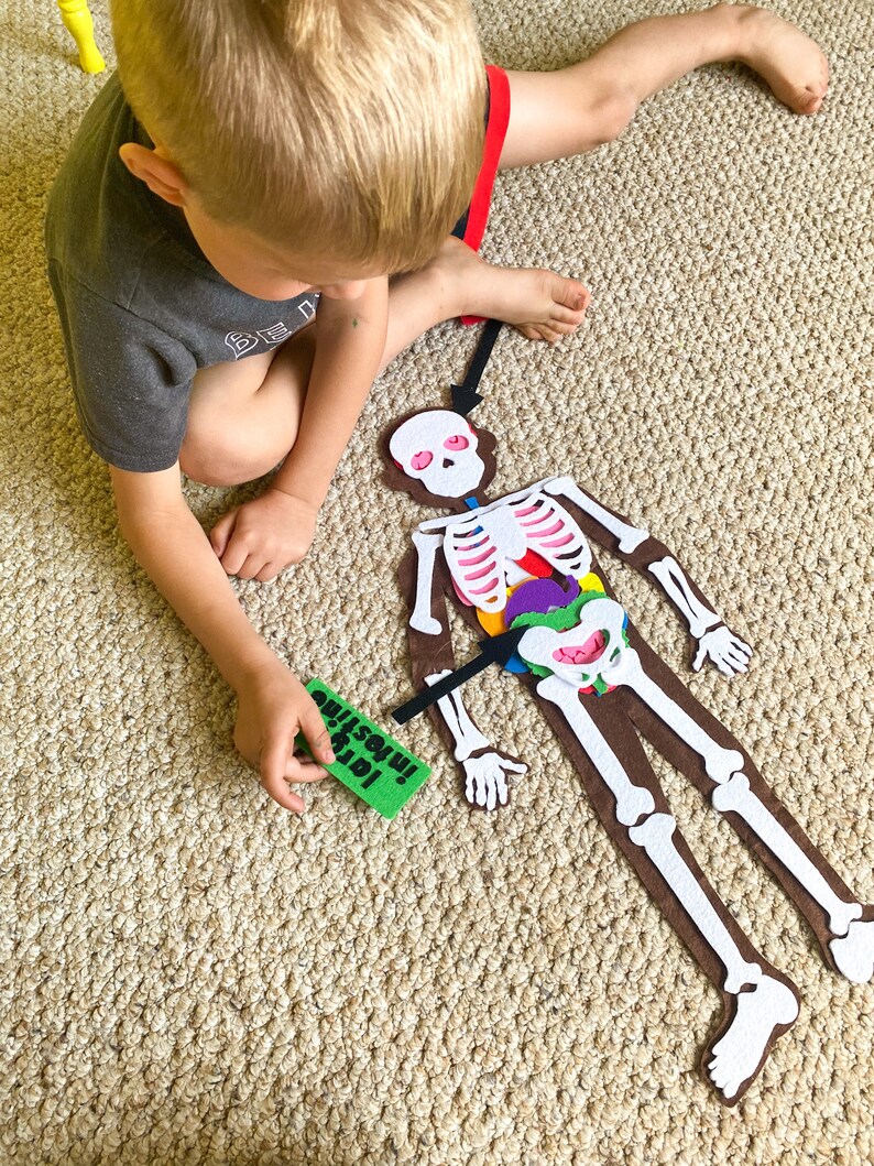 Felt Anatomy for Kids; Body, Organs, Labels, Skeleton - Etsy