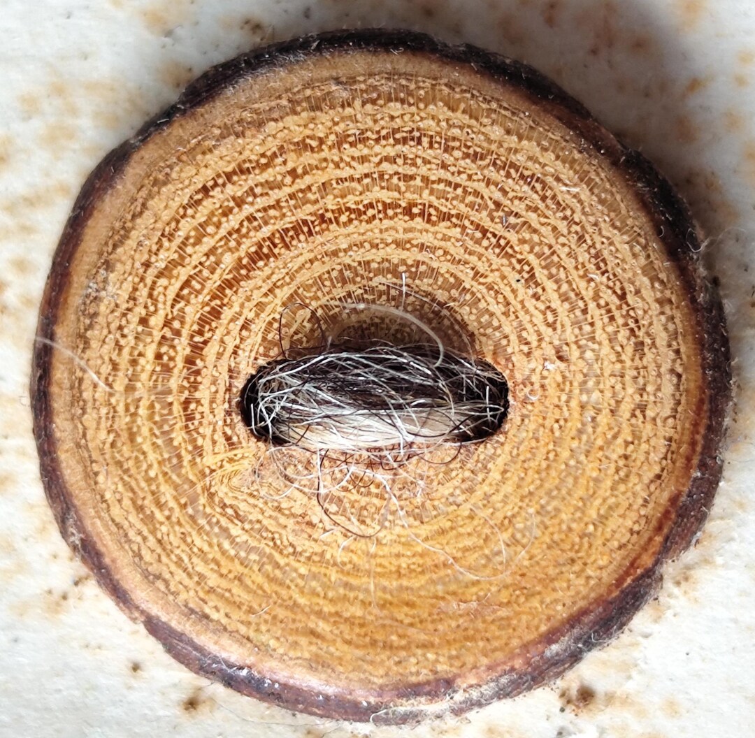 Vintage Wooden Buttons X 6 on Original Card. 2 Hole 19mm Wide, 6mm ...